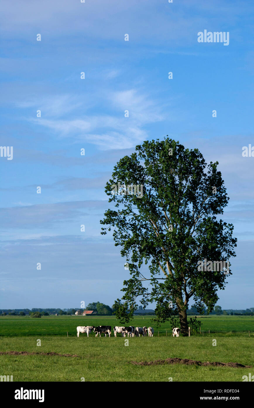Grazing cows under a tree Stock Photo - Alamy