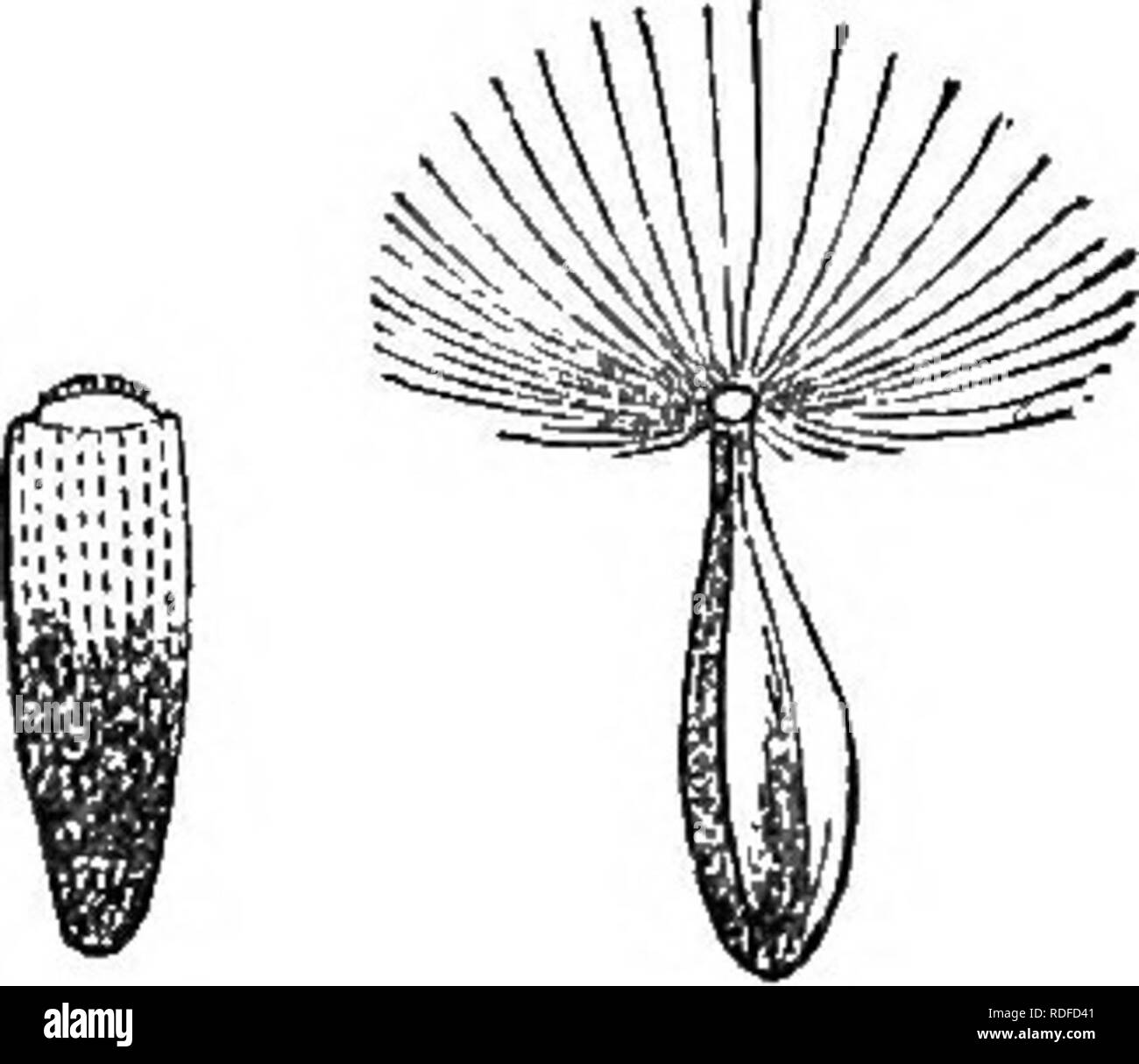éclipta hi-res stock photography and images - Alamy