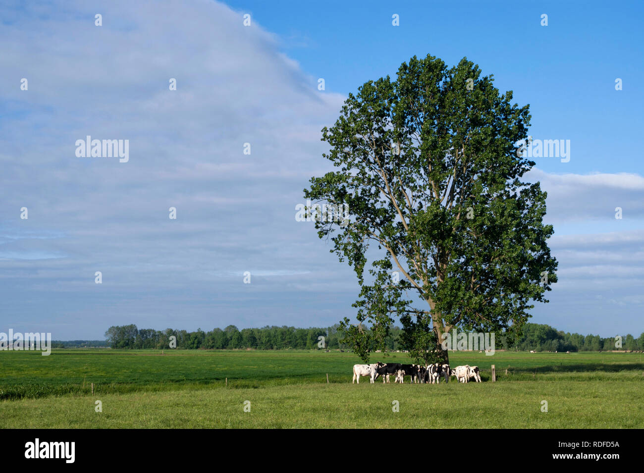 Grazing cows under a tree Stock Photo - Alamy