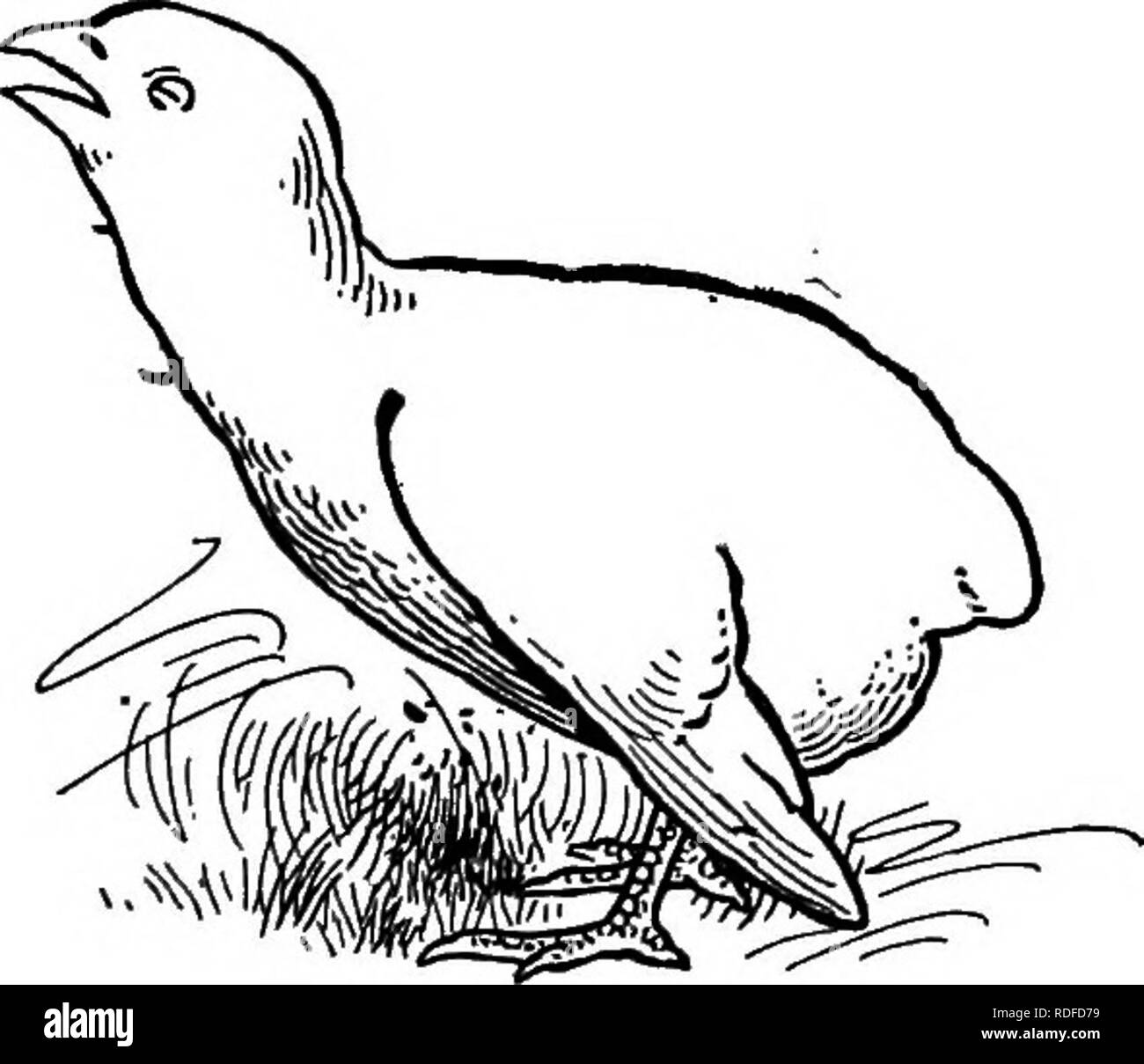 Gapes Black and White Stock Photos & Images - Alamy