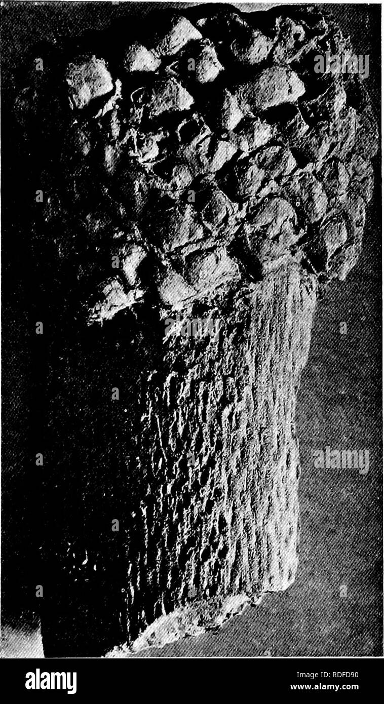 . Fossil plants : for students of botany and geology . Paleobotany ...