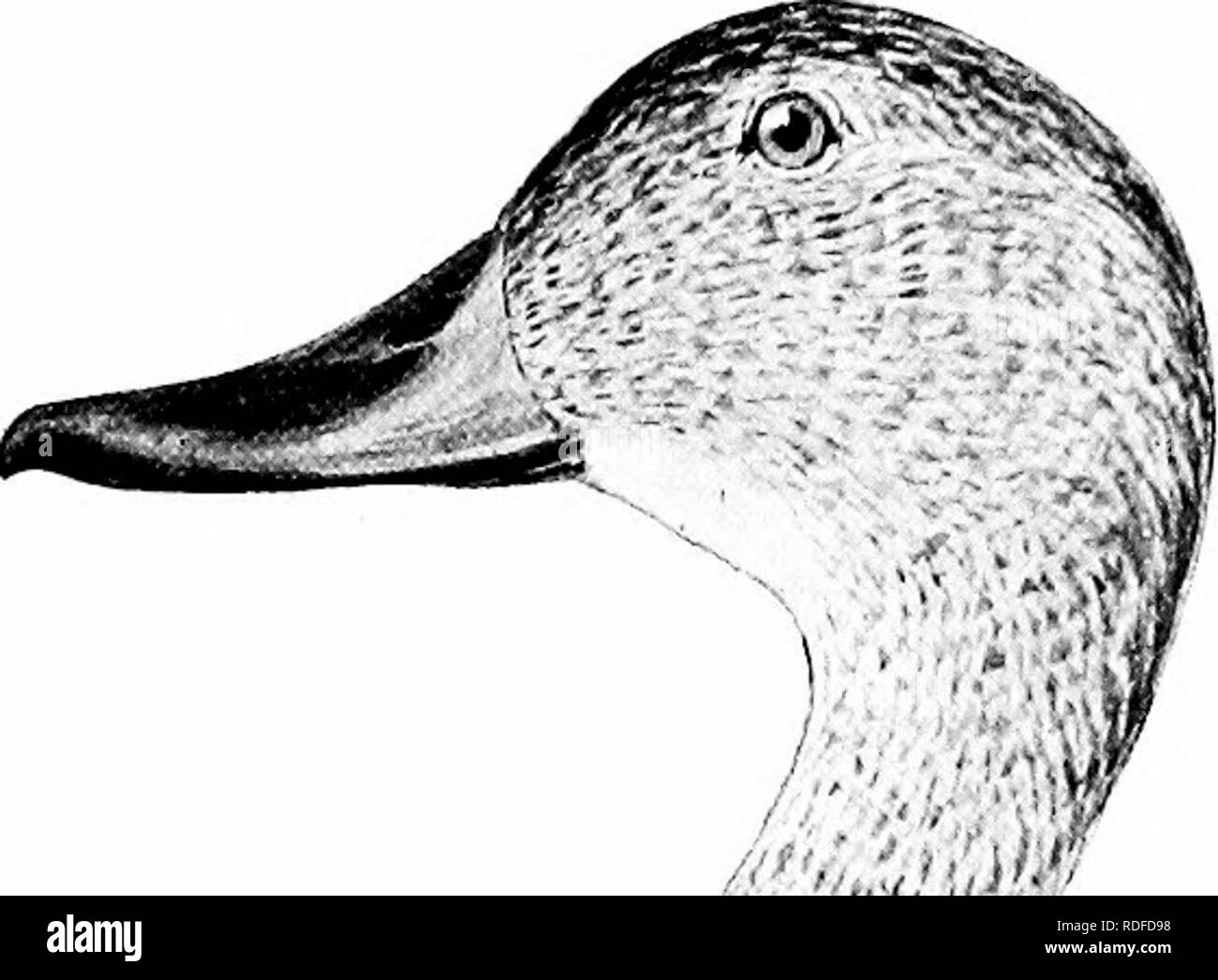 Species rich geese Black and White Stock Photos & Images - Alamy