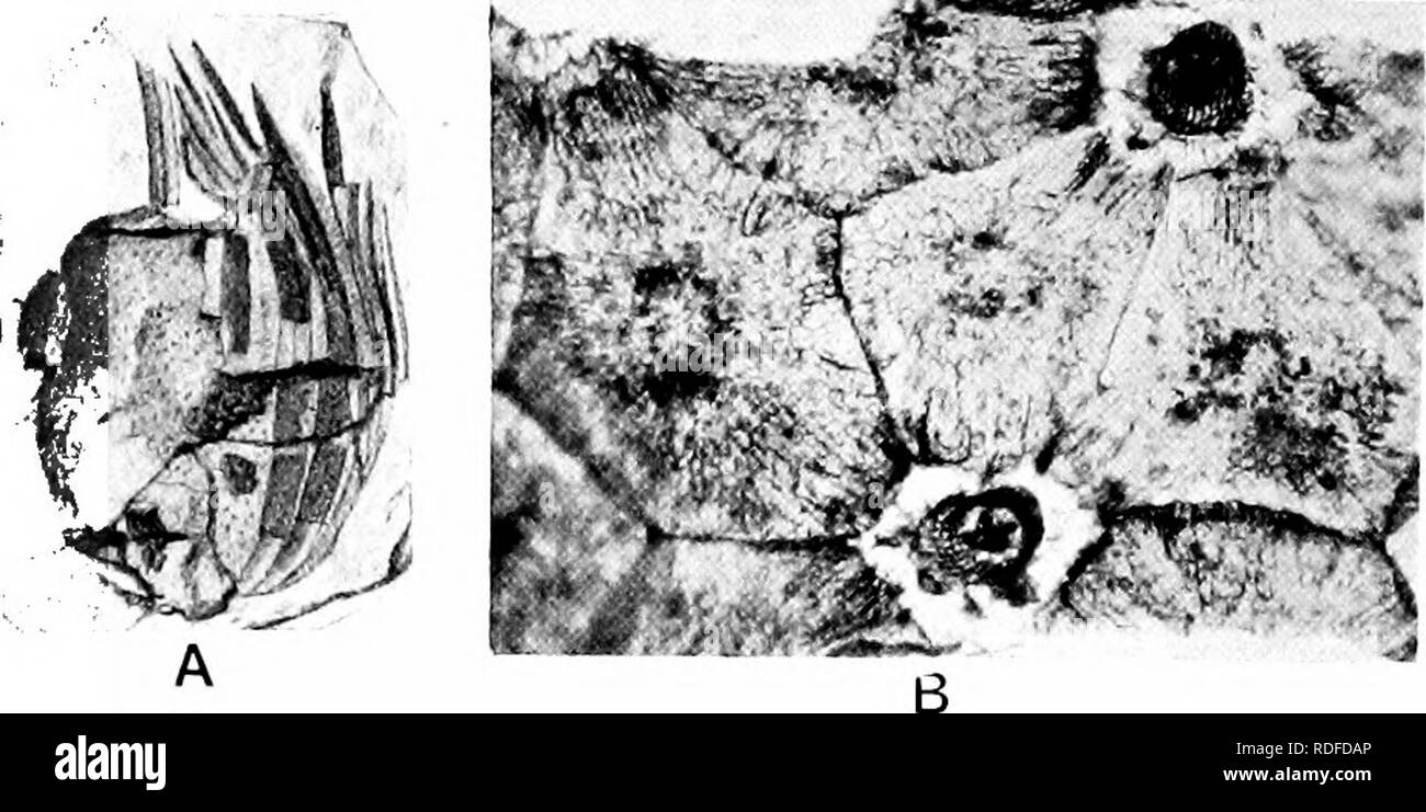 Williamsonia Black and White Stock Photos & Images - Alamy