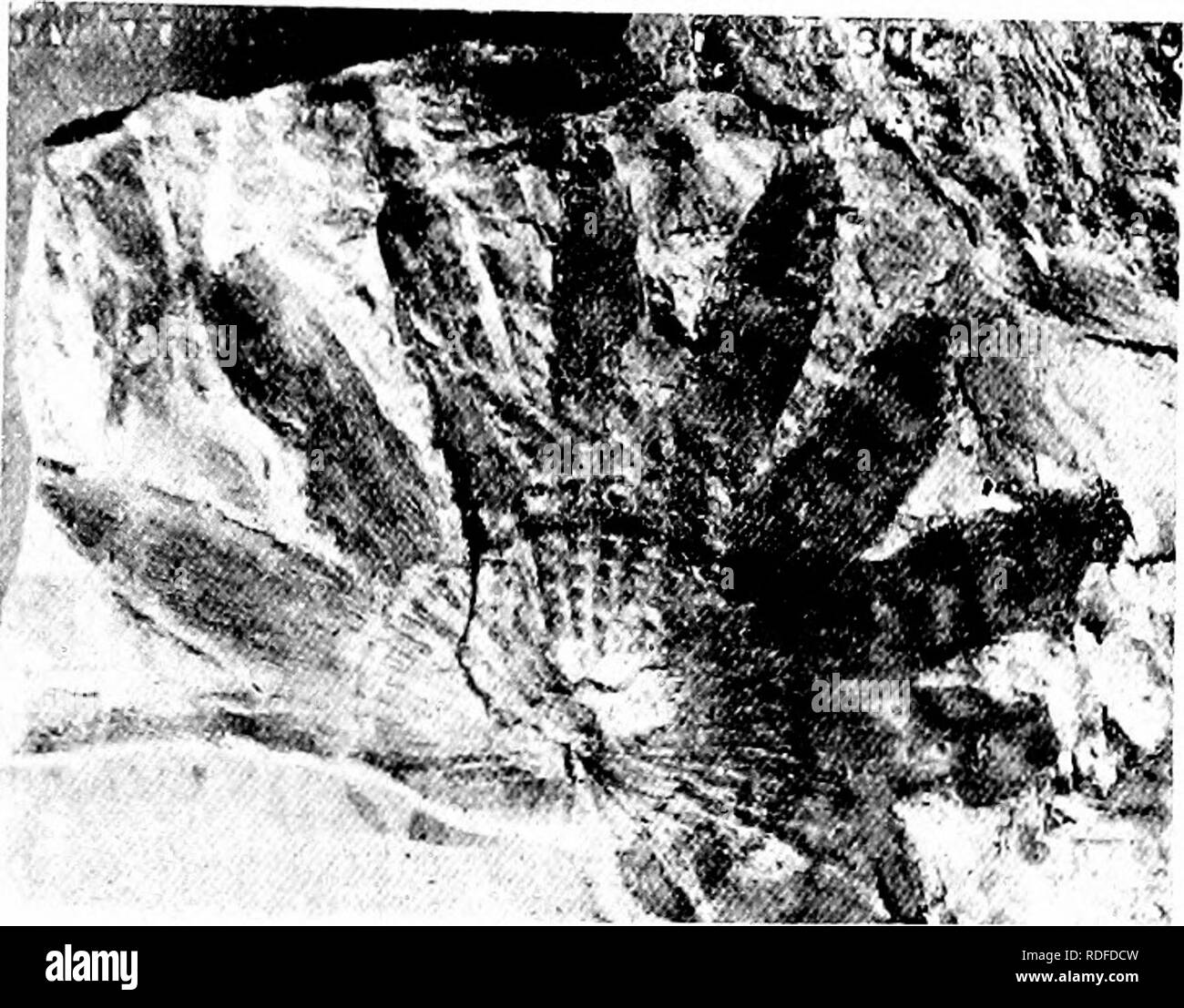 Williamsonia Black and White Stock Photos & Images - Alamy