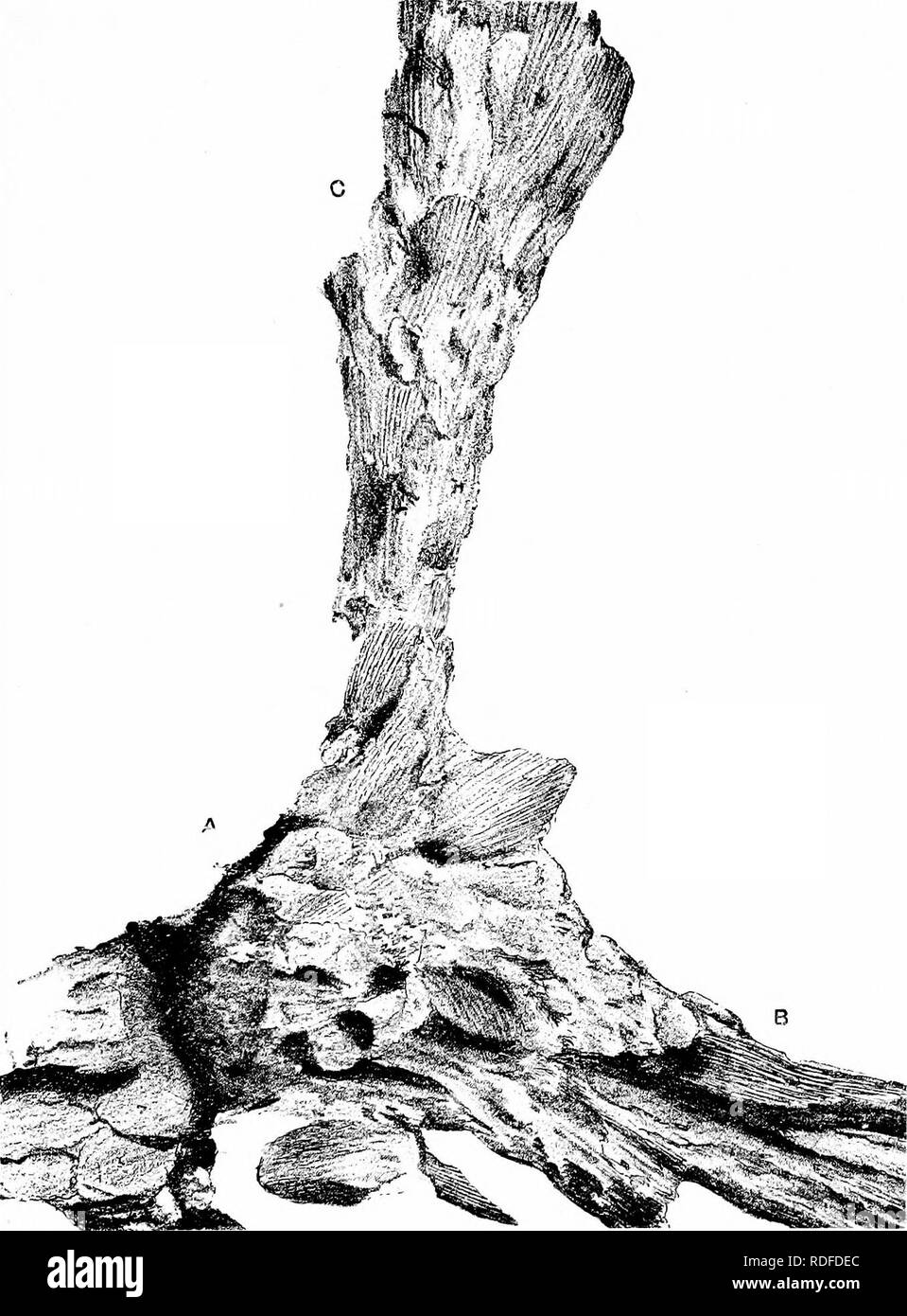 Williamsonia hi-res stock photography and images - Alamy