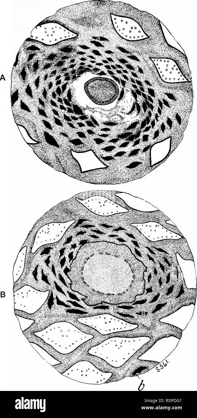 Ramenta hi-res stock photography and images - Alamy