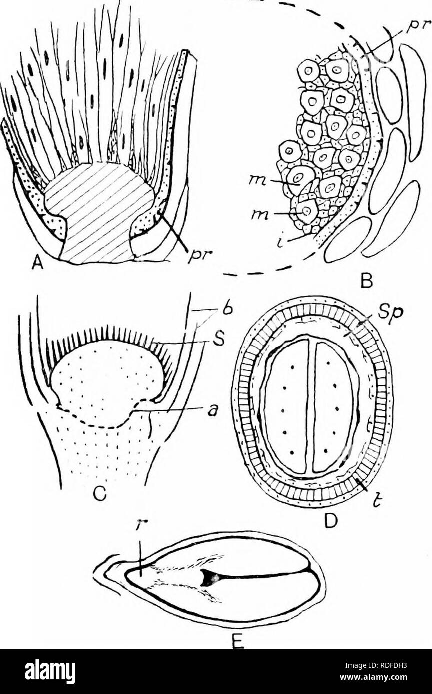 Williamsonia hi-res stock photography and images - Alamy