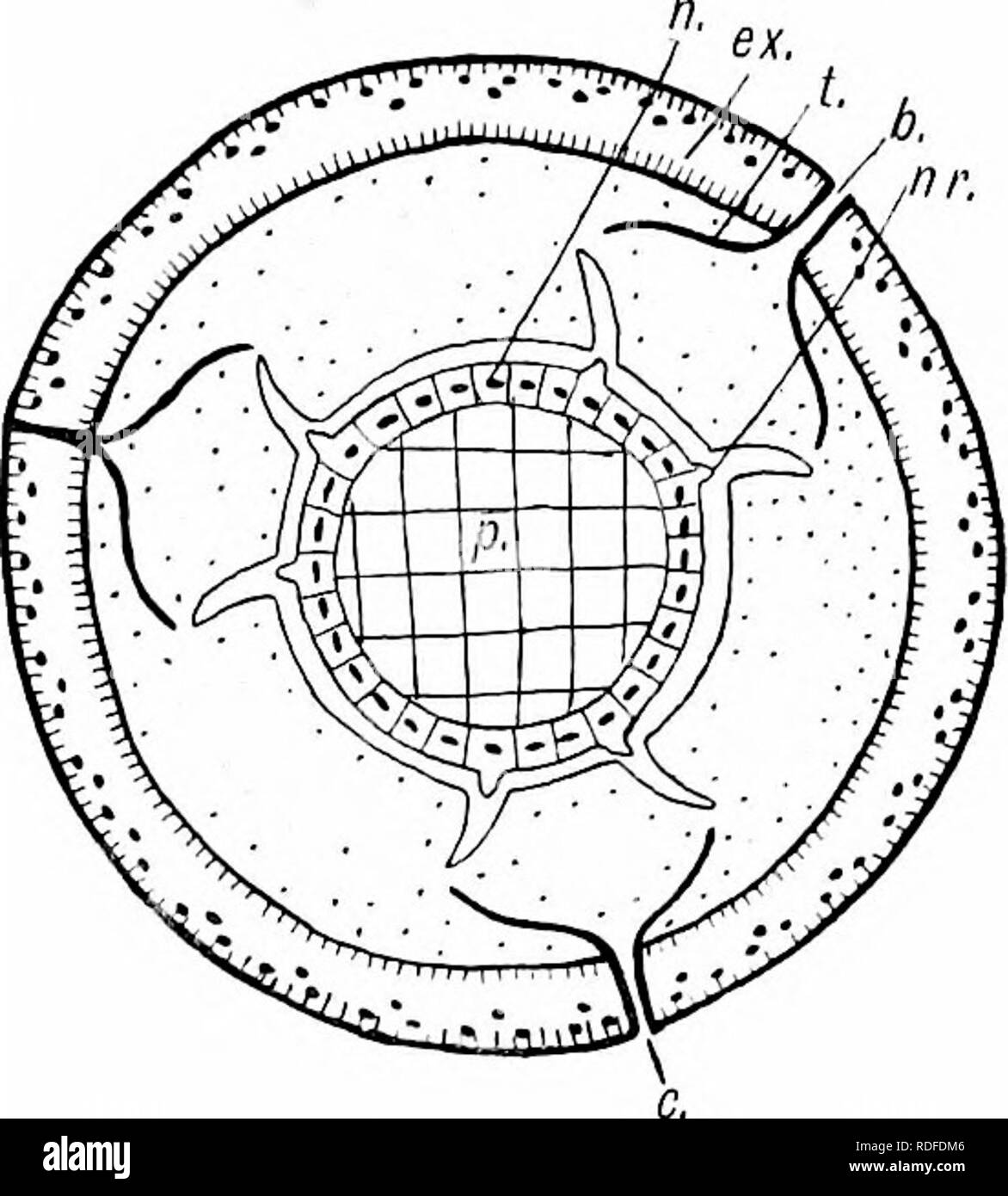. Fossil plants : for students of botany and geology . Paleobotany ...