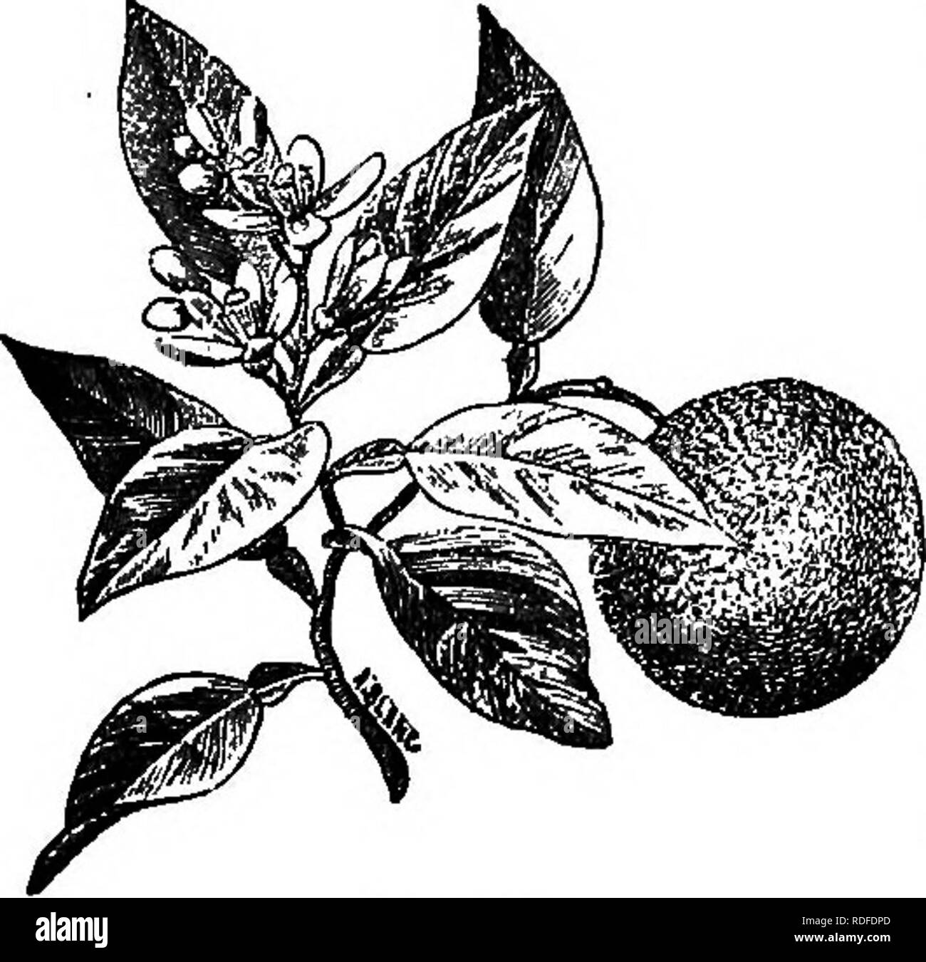 five bananas drawing