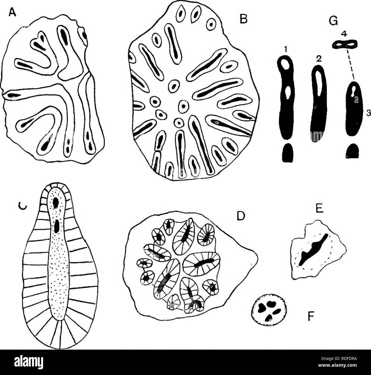 Sinuous stem Black and White Stock Photos & Images - Alamy