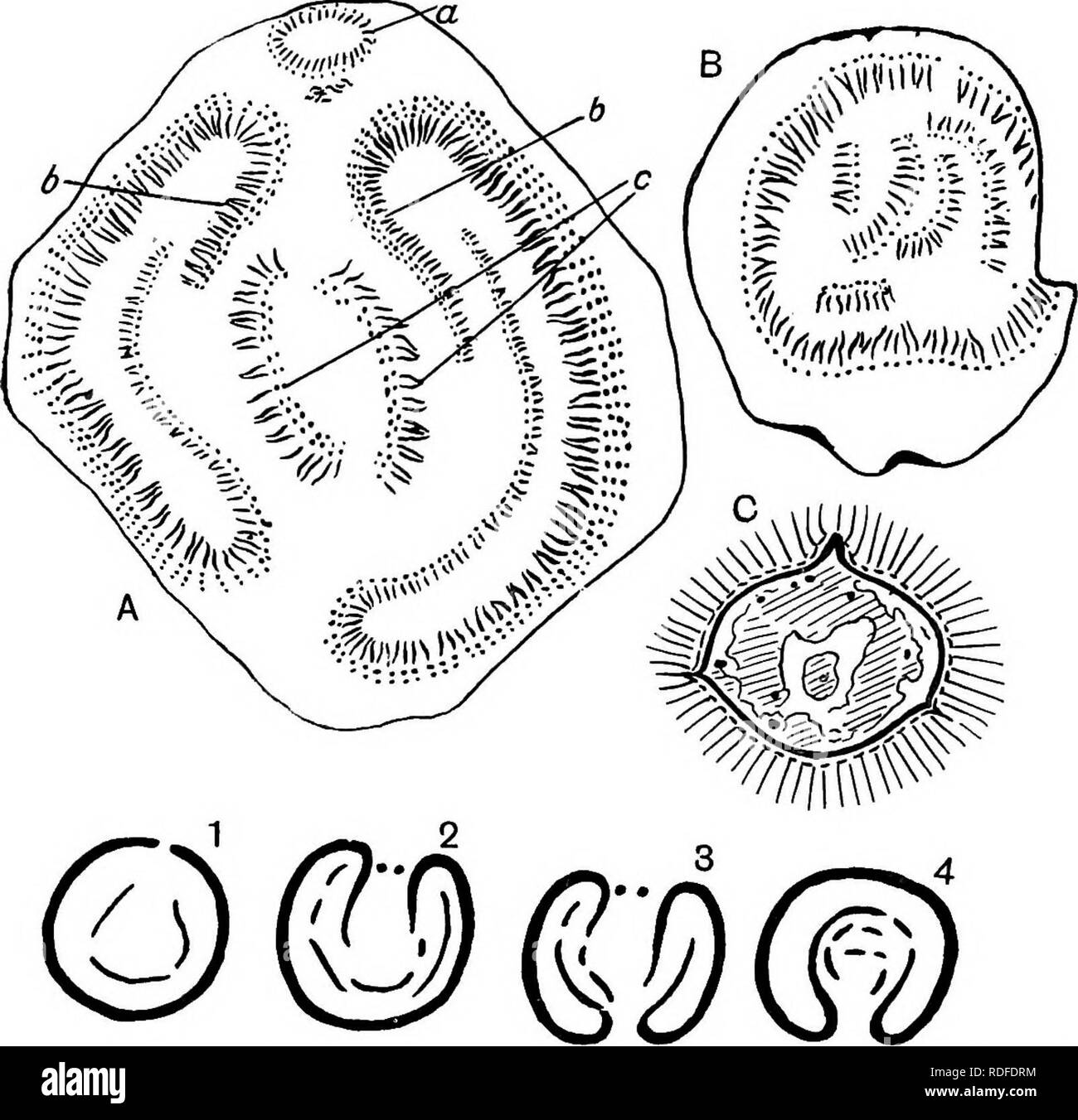 . Fossil plants : for students of botany and geology . Paleobotany. 188 ...