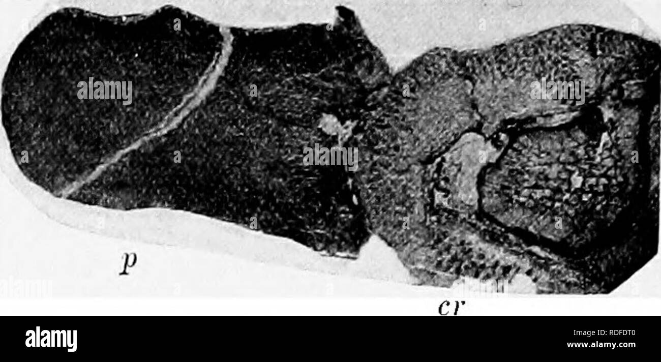 . Fossil plants : for students of botany and geology . Paleobotany. 182 ...