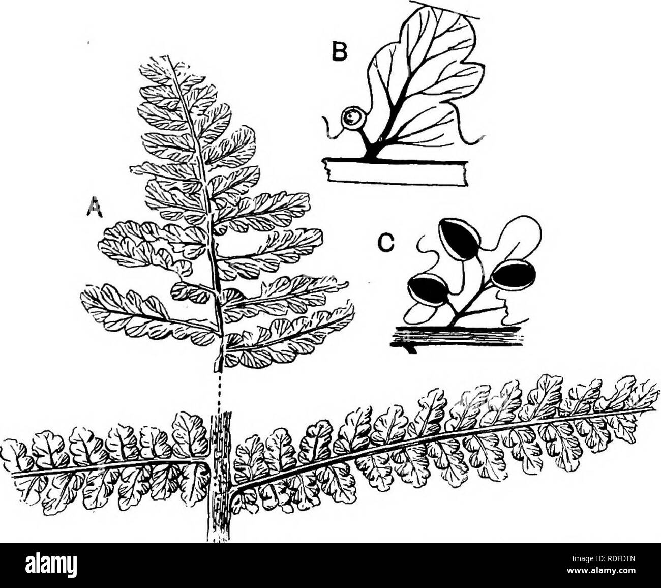 226 cm Cut Out Stock Images & Pictures - Alamy