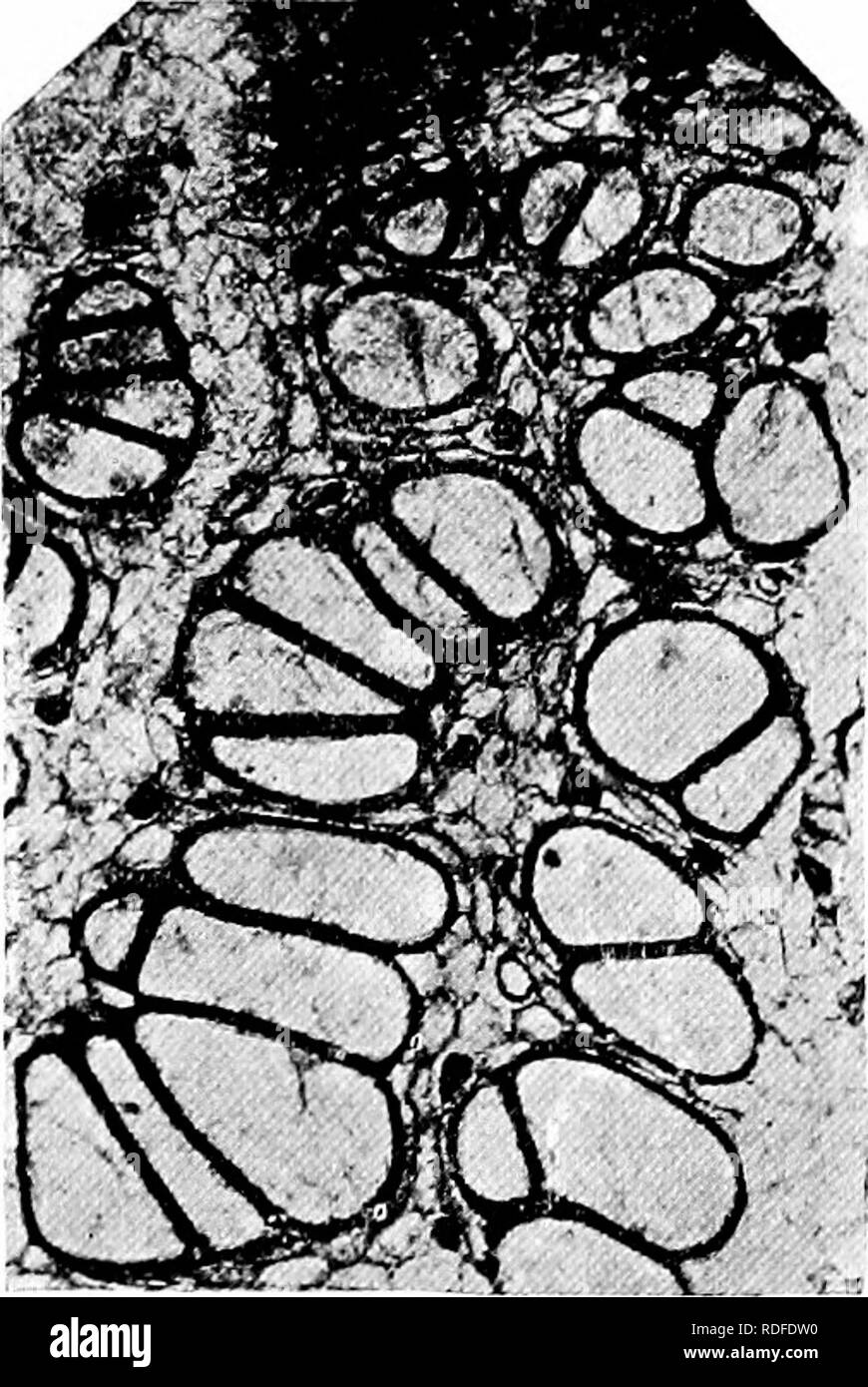. Fossil plants : for students of botany and geology . Paleobotany. XXX ...