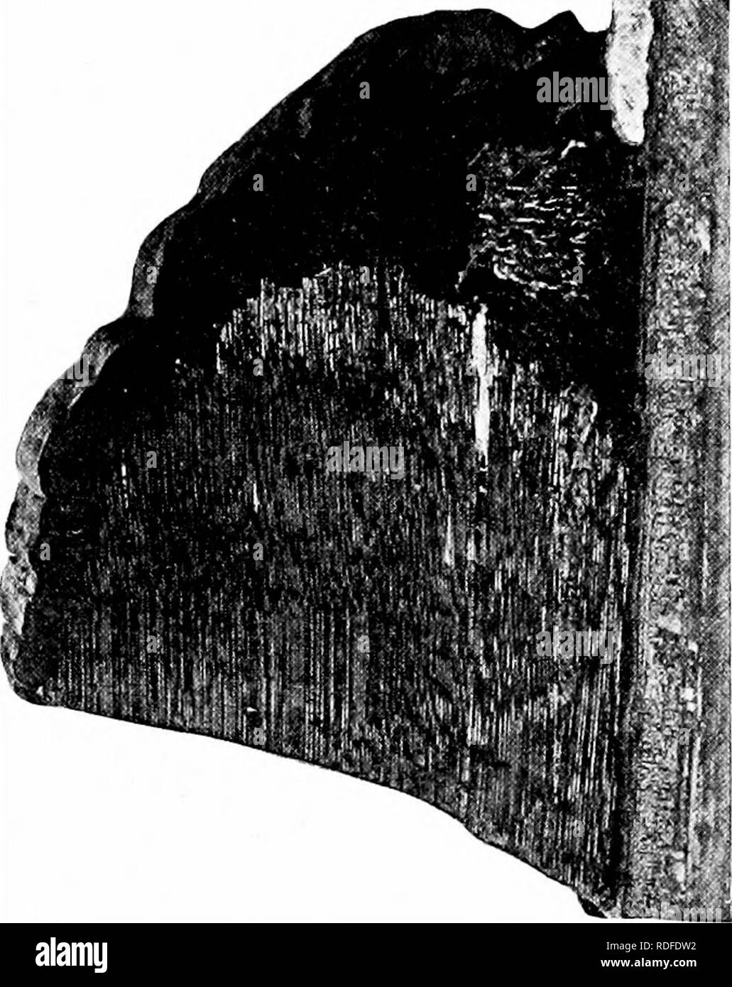 Wood rot fungi Black and White Stock Photos & Images - Alamy