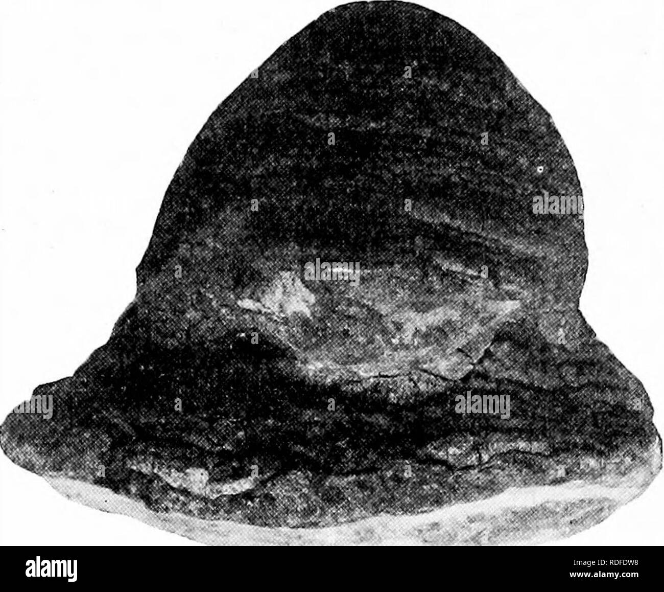 . Manual of tree diseases . Trees. POPLAR DISEASES 307 pecially apple ...