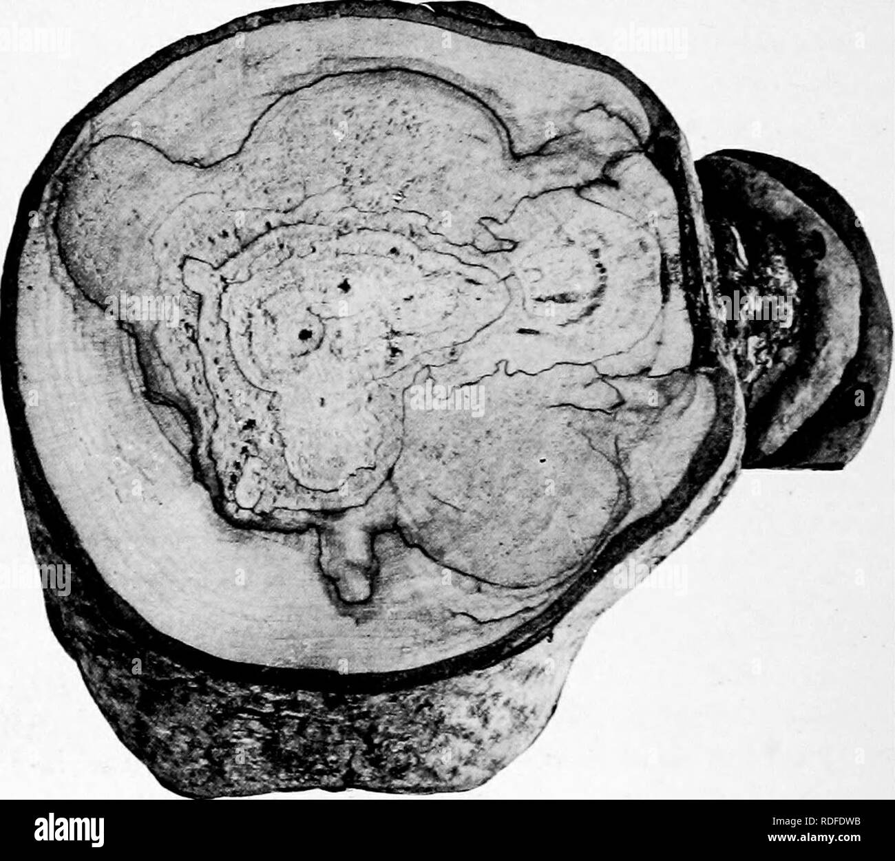 Oak tree fungus disease Black and White Stock Photos & Images - Alamy