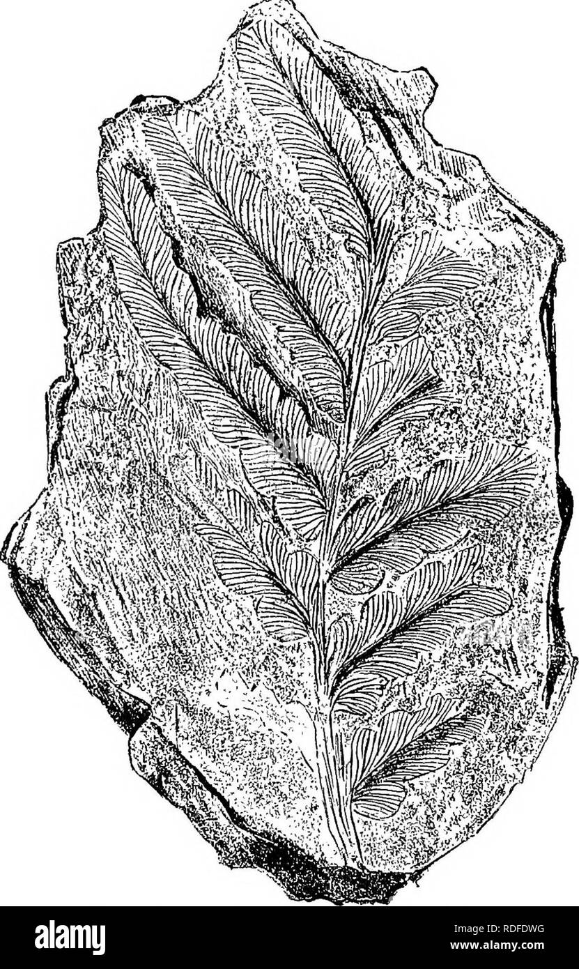 Chenia hi-res stock photography and images - Alamy