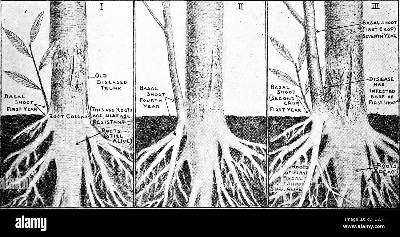 Chestnut blight hi-res stock photography and images - Alamy