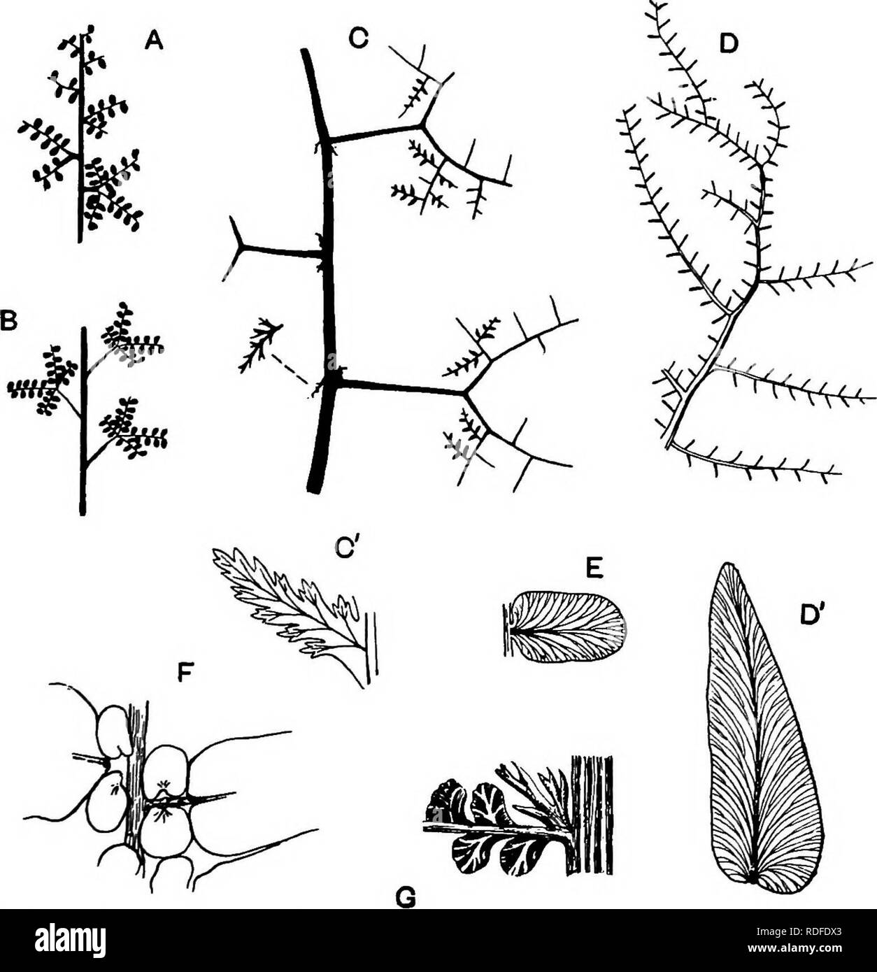 . Fossil plants : for students of botany and geology . Paleobotany ...