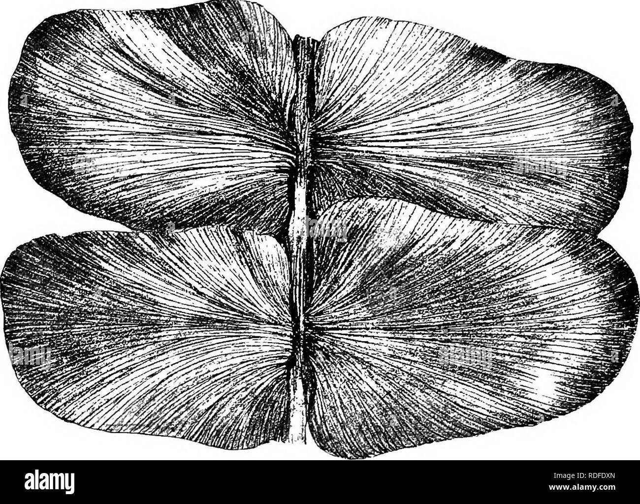 . Fossil plants : for students of botany and geology . Paleobotany. 524 ...