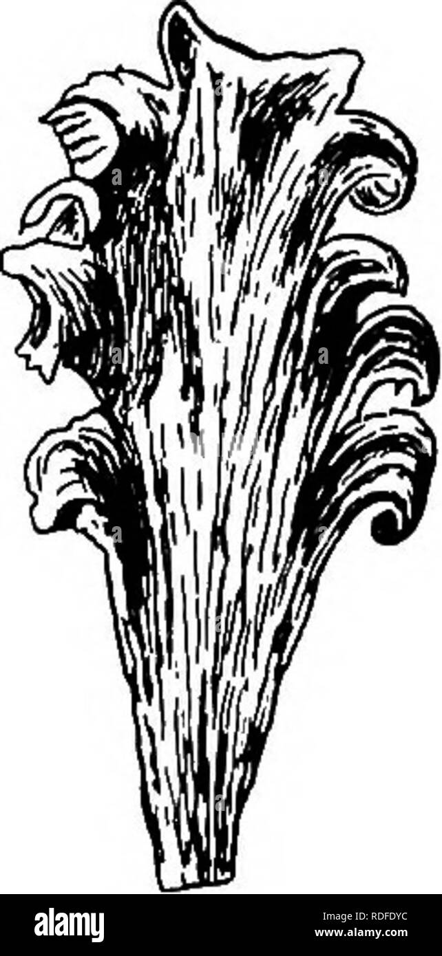 . Fossil plants : for students of botany and geology . Paleobotany ...