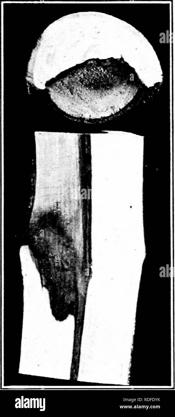 Callus tree Black and White Stock Photos & Images - Alamy