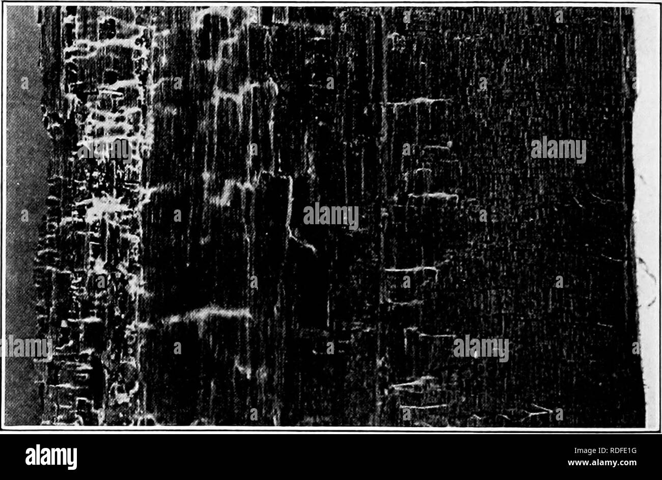 Wind affected trees Black and White Stock Photos & Images - Alamy