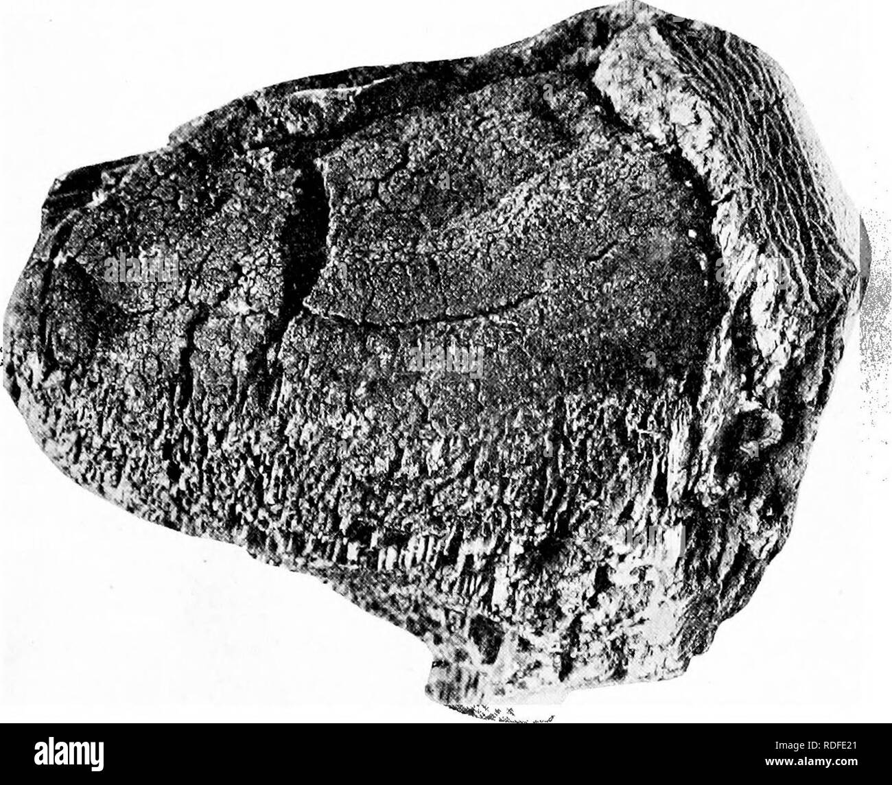 . Manual of tree diseases . Trees. FIB DISEASES 167 and from the ...