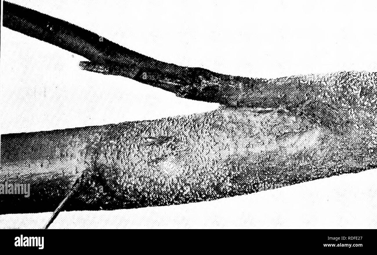 . Chestnut blight. Chestnut blight; Chestnut. D n. Please note that ...