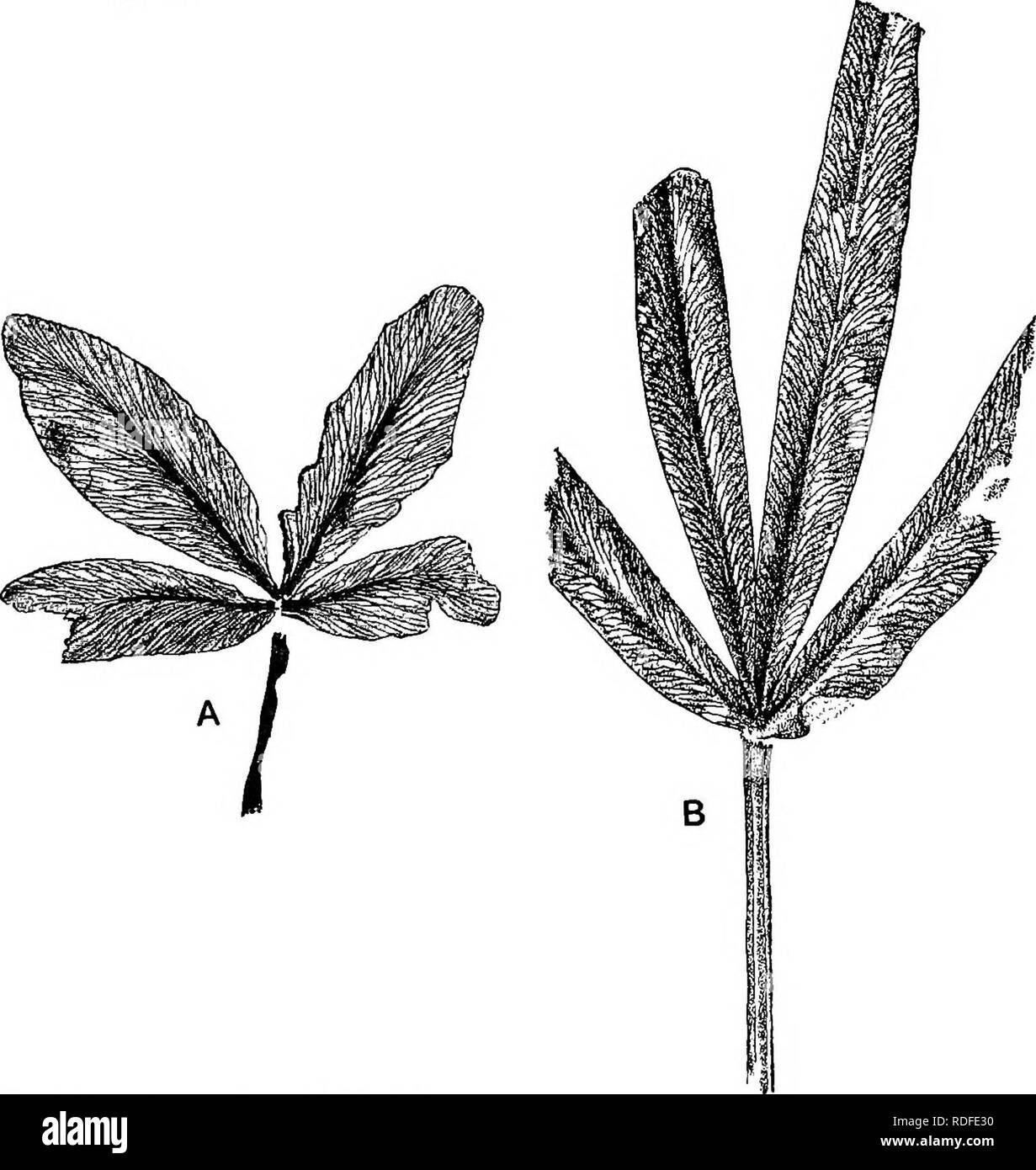 Yorkshire fossil Cut Out Stock Images & Pictures - Alamy