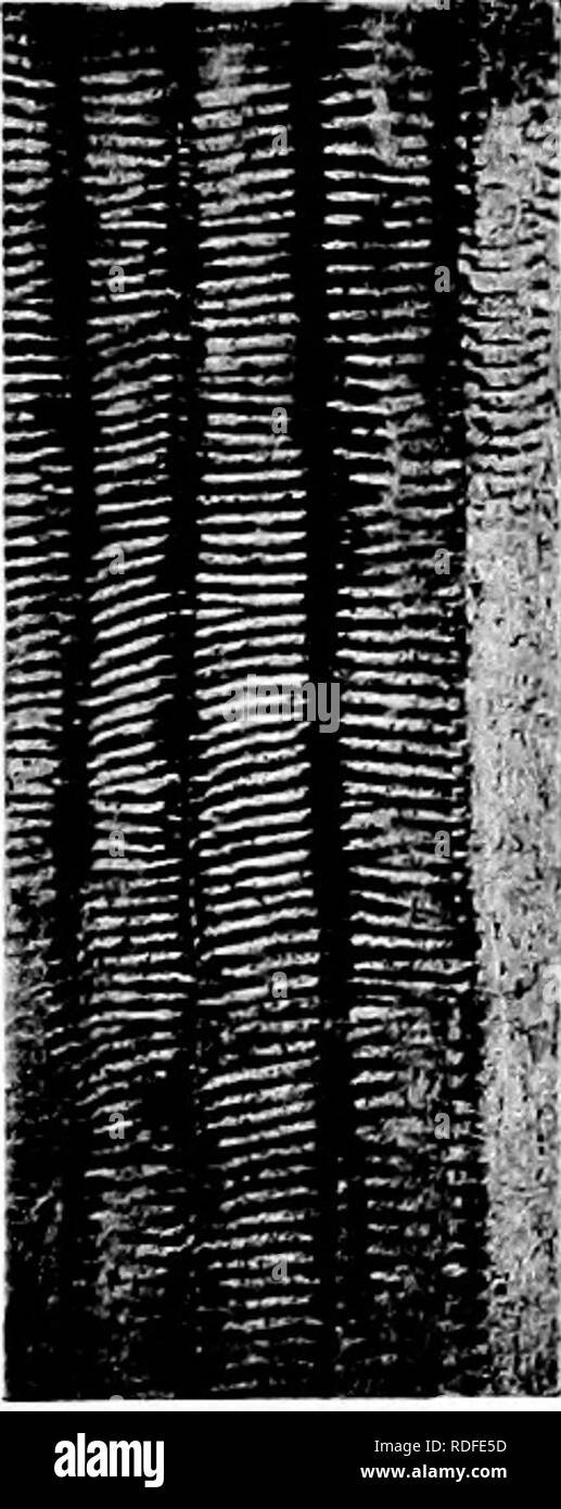 . Fossil plants : for students of botany and geology . Paleobotany ...