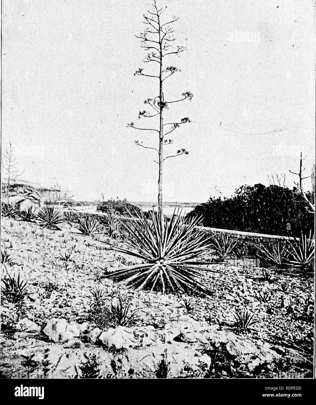 Agave Rigida Var Sisalana Black and White Stock Photos & Images - Alamy