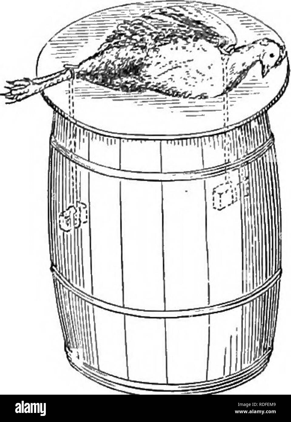 . Capons for profit: how to make and how to manage them. Plain ...