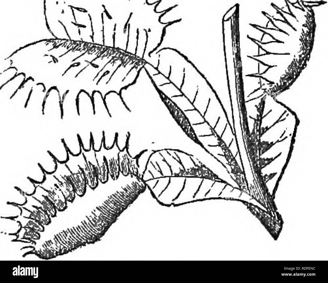 Nepenthes pitcher plant Black and White Stock Photos & Images - Alamy
