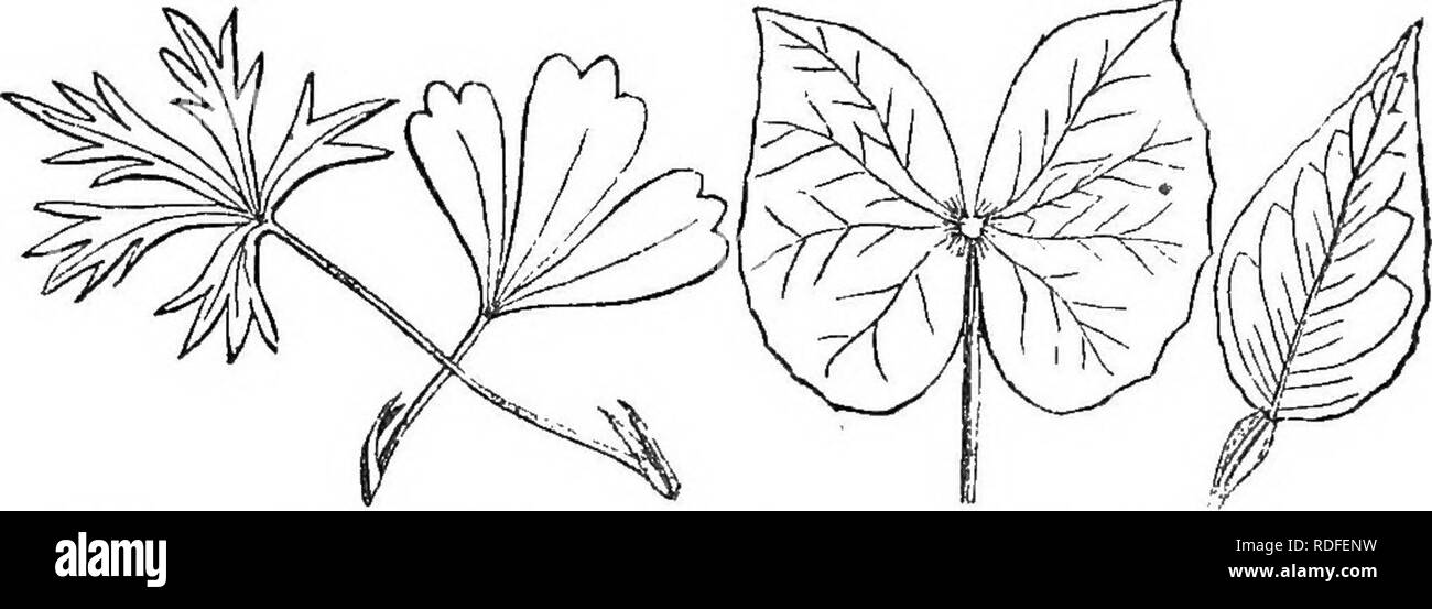 Pinnate compound leaf Black and White Stock Photos & Images - Alamy