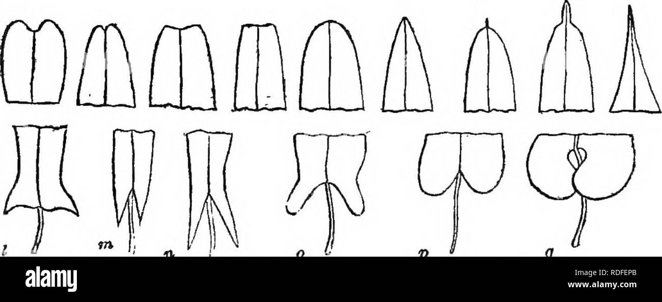 . Class-book of botany : being outlines of the structure, physiology ...