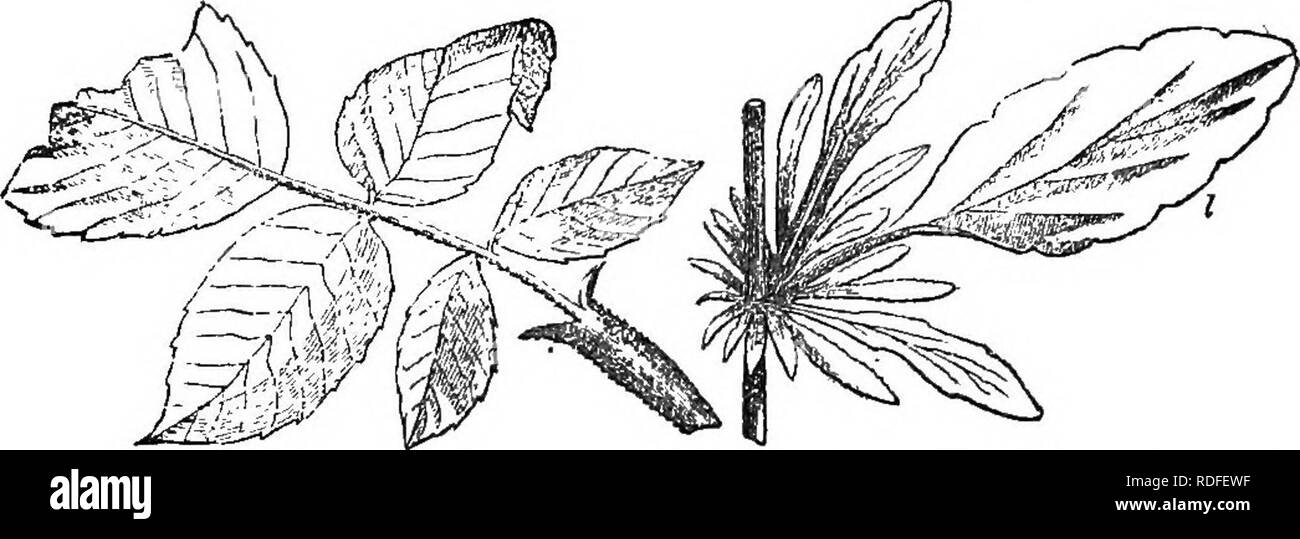 Decurrent Leaf Attachment
