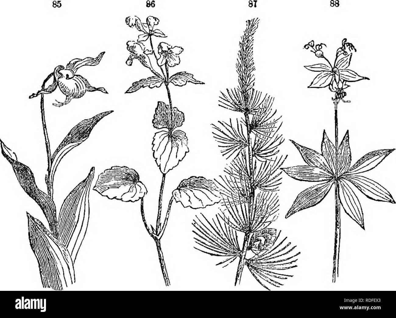 . Class-book of botany : being outlines of the structure, physiology ...