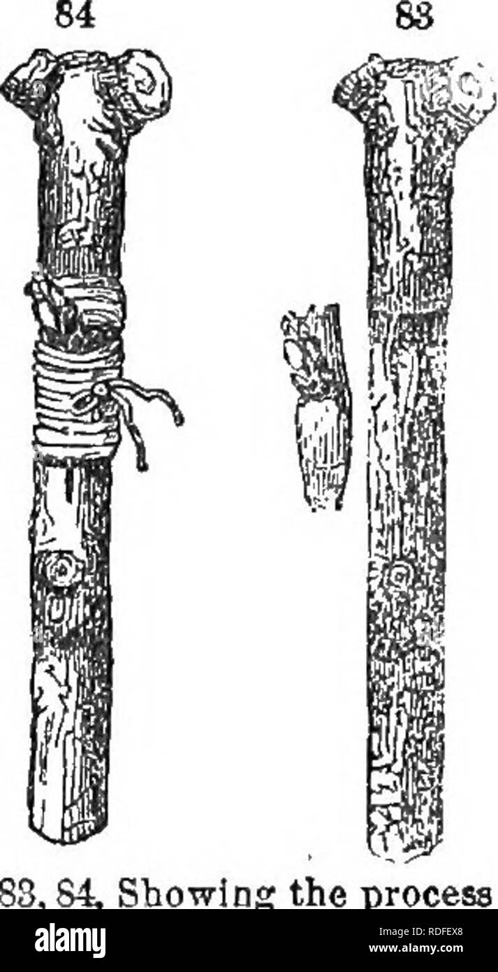 . Class-book of botany : being outlines of the structure, physiology ...