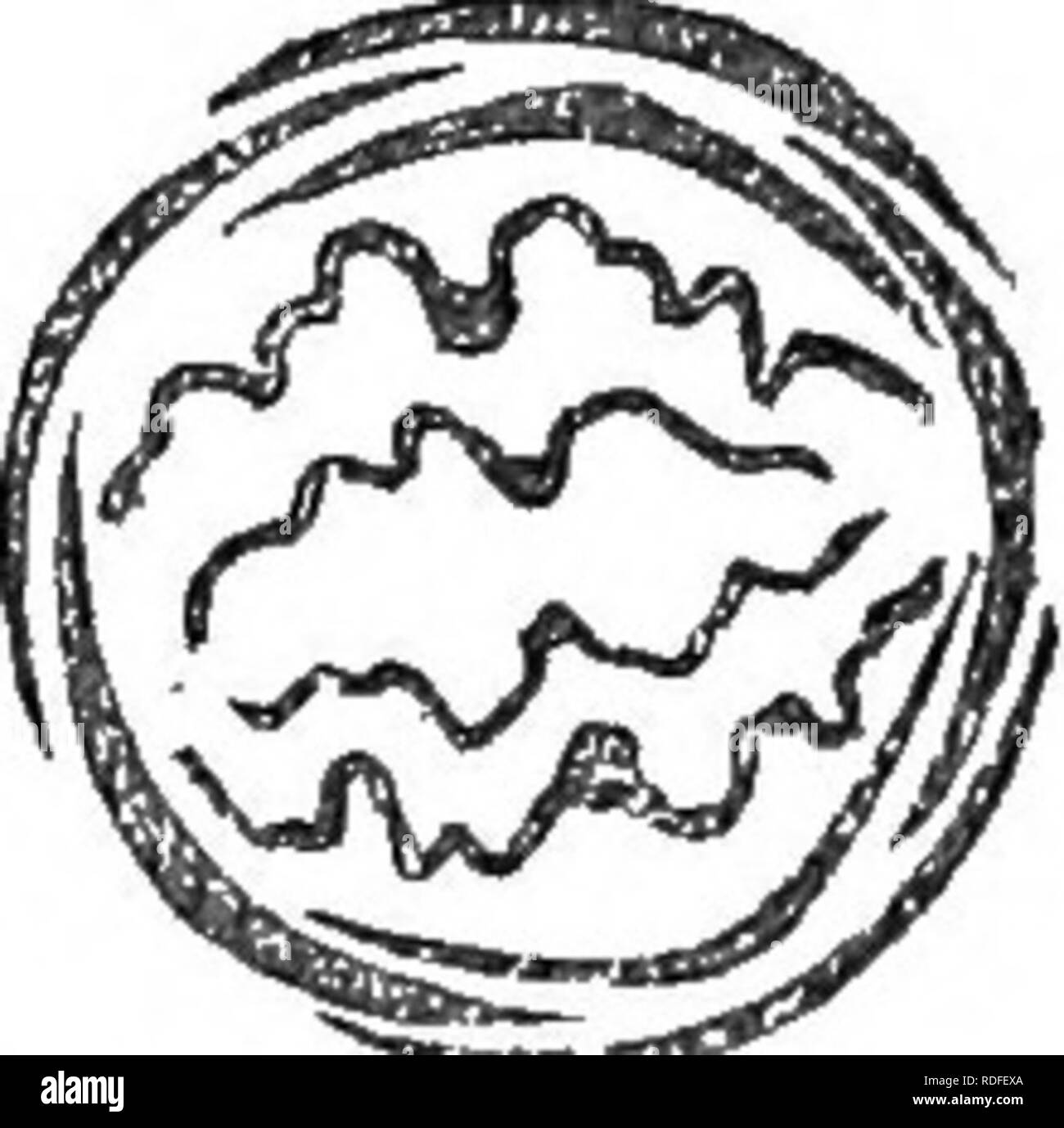 . Class-book of botany : being outlines of the structure, physiology ...