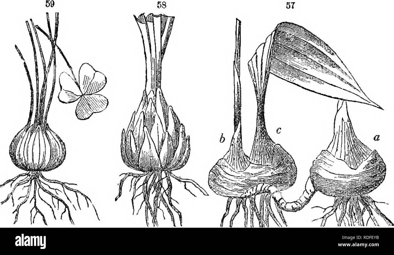 . Class-book of botany : being outlines of the structure, physiology ...