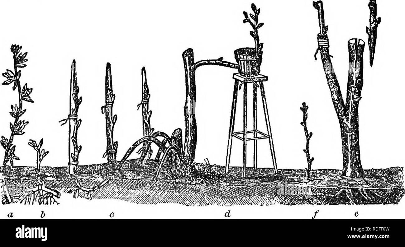 Plants earlier growth stages hi-res stock photography and images - Alamy