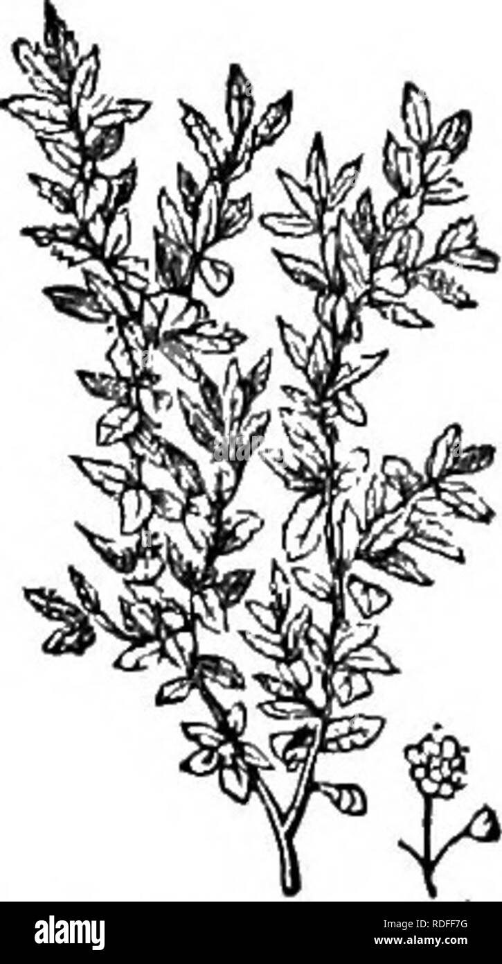 Tetrandria hi-res stock photography and images - Alamy