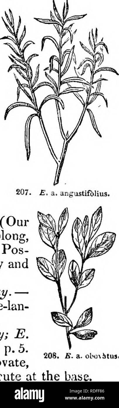 Oblong elliptical leaves hi-res stock photography and images - Alamy