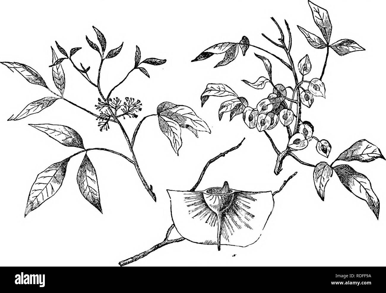 . Trees and shrubs : an abridgment of the Arboretum et fruticetum ...