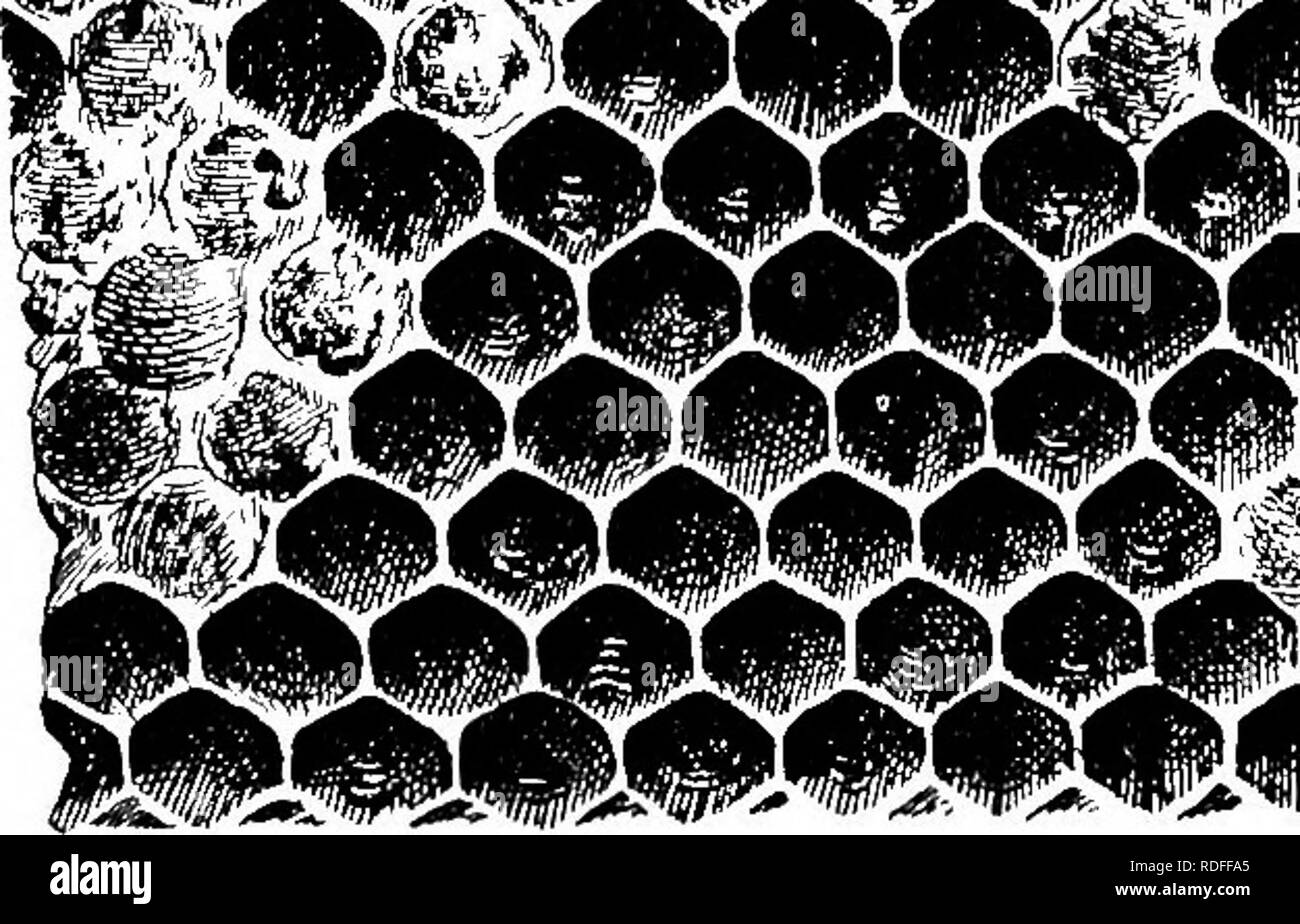 American foul brood Black and White Stock Photos & Images - Alamy