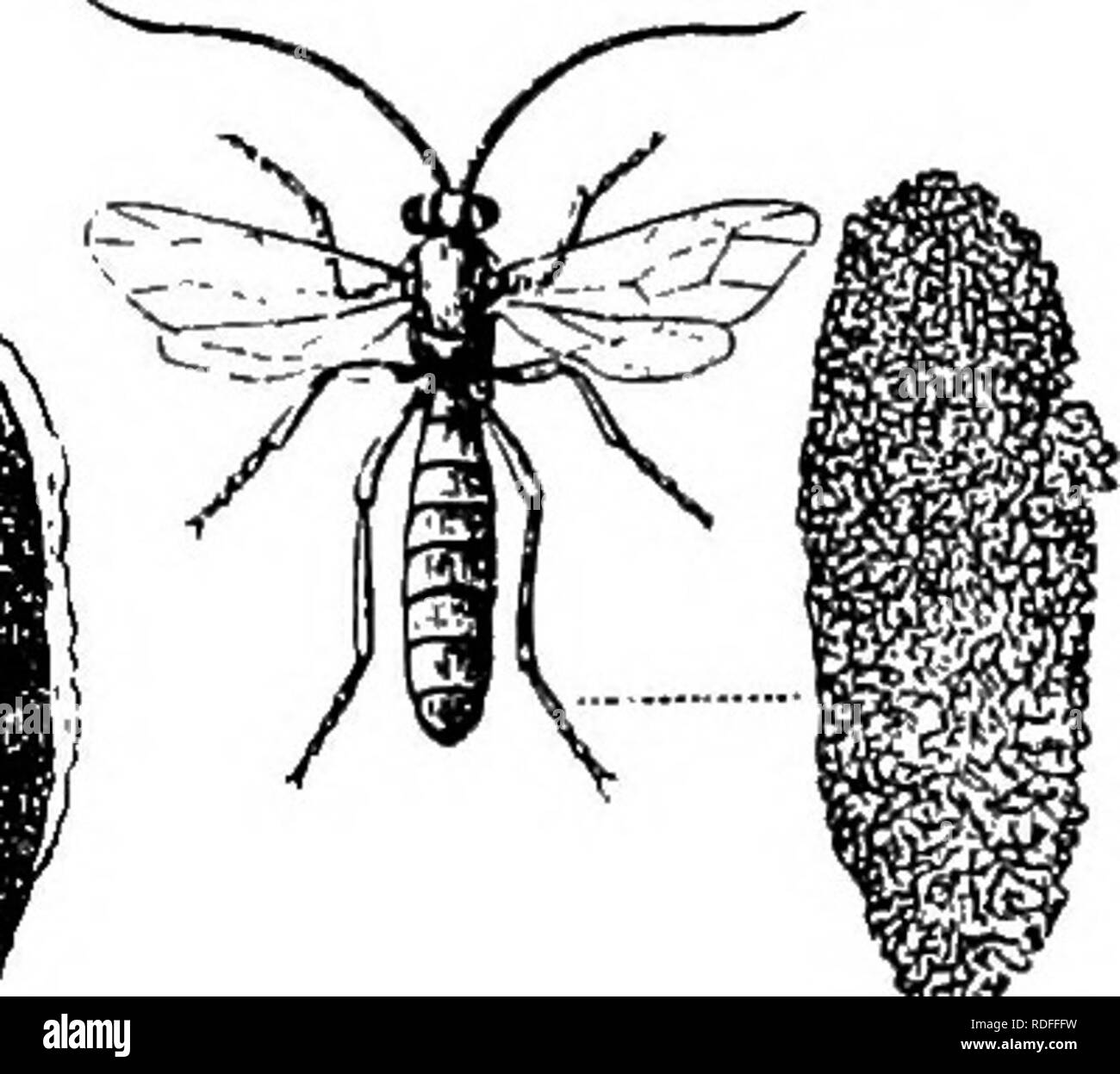Cocoon of a moth Black and White Stock Photos & Images - Alamy