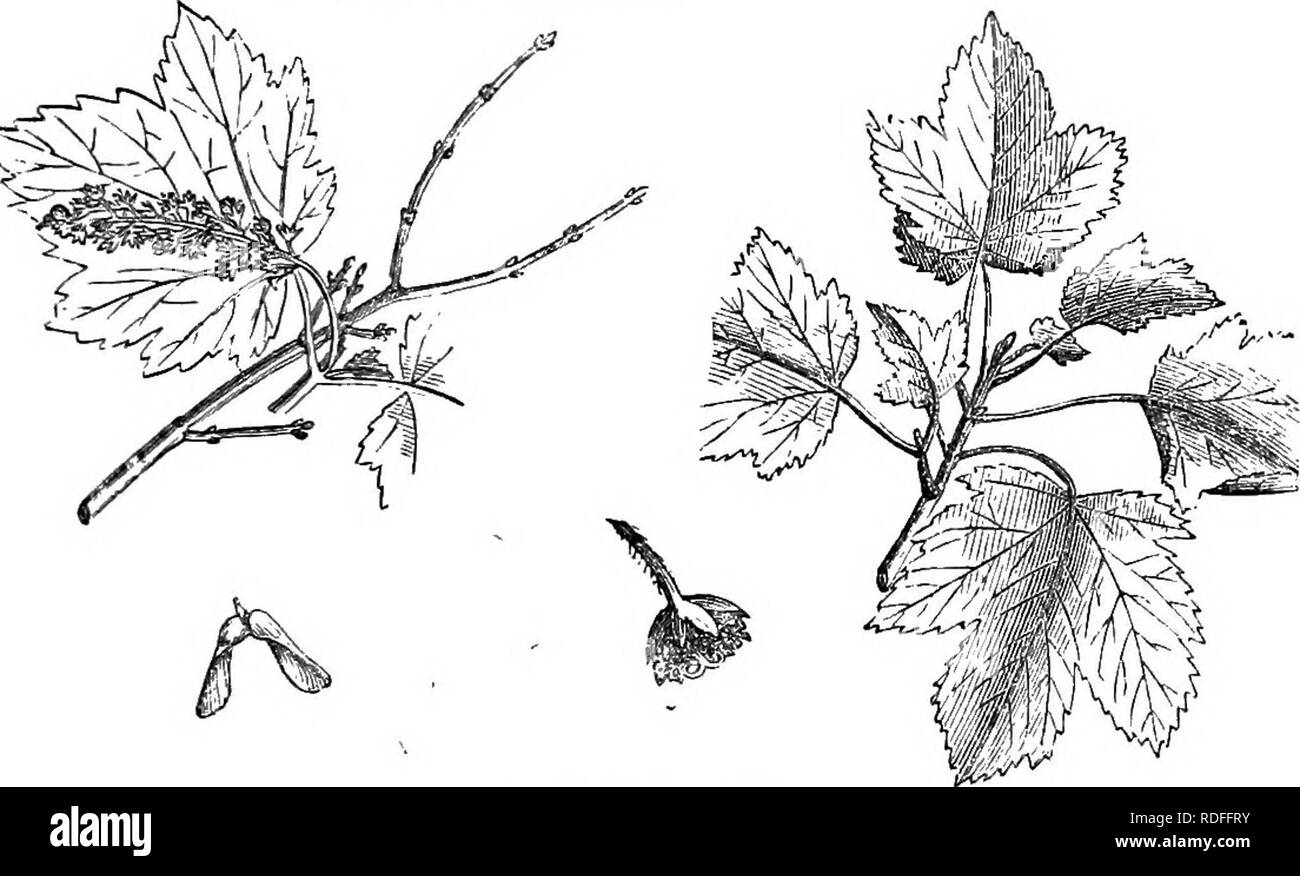 . Trees and shrubs : an abridgment of the Arboretum et fruticetum ...