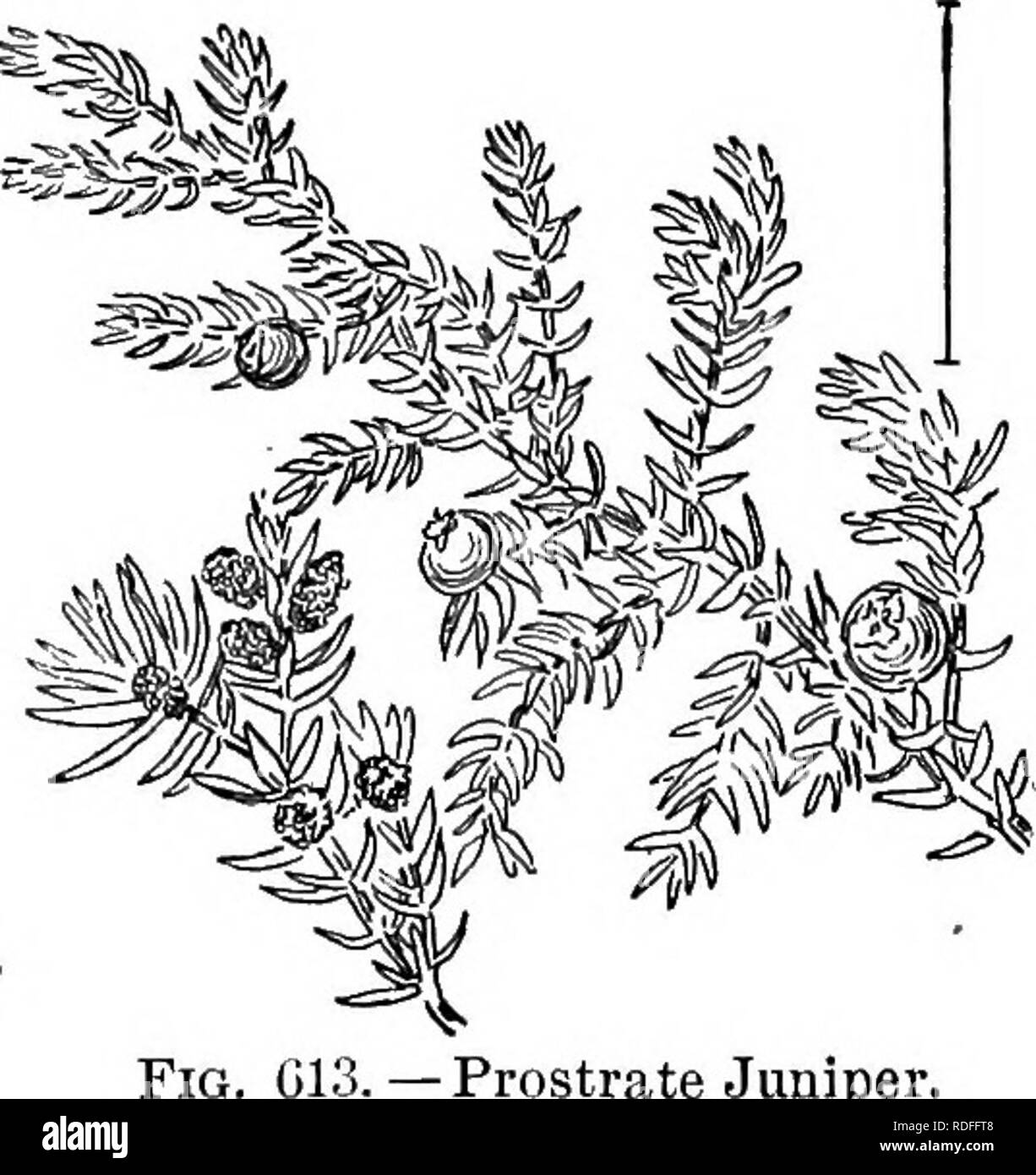 . Ornamental shrubs of the United States (hardy, cultivated). Shrubs ...